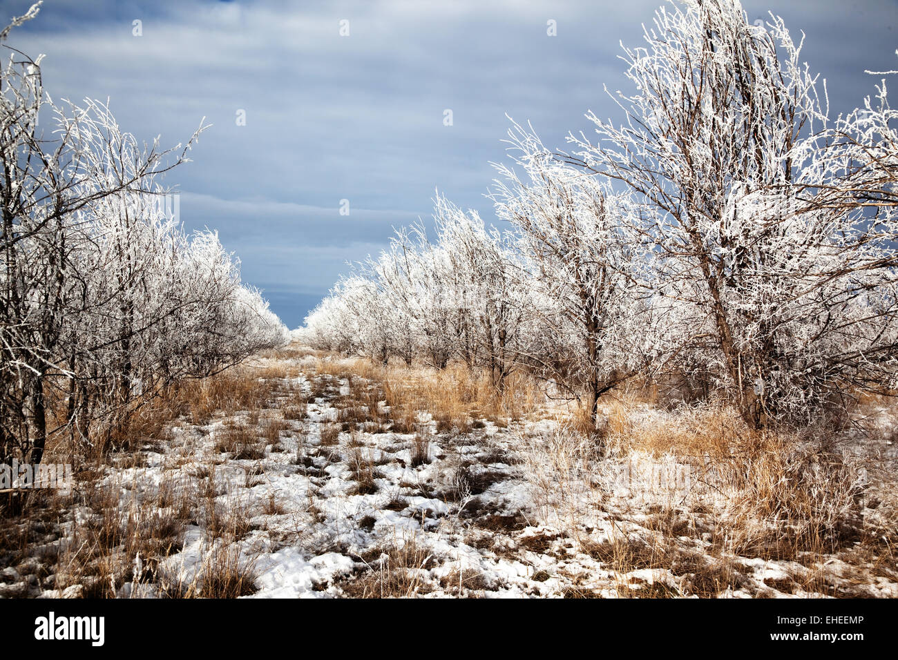 After the first snowfall Stock Photo - Alamy