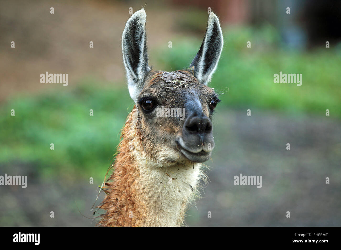 Alpaca animal detail images. Vicugna pacos Stock Photo - Alamy