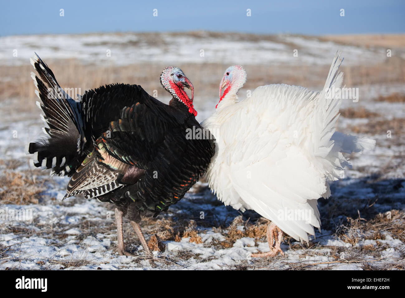 Turkeys in winter field Stock Photo - Alamy
