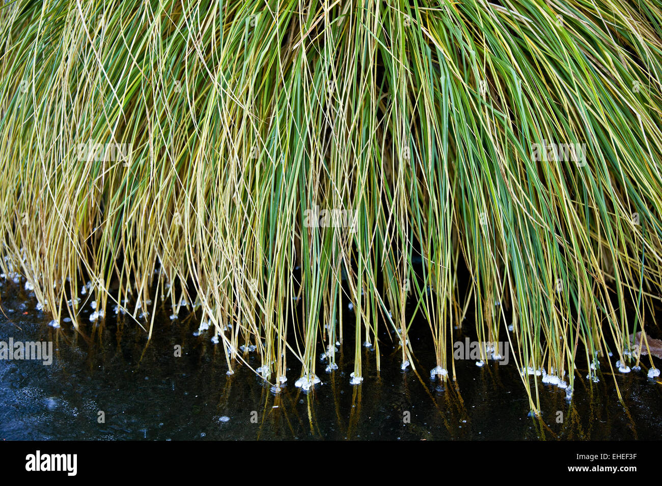 Cyperaceae hi-res stock photography and images - Alamy