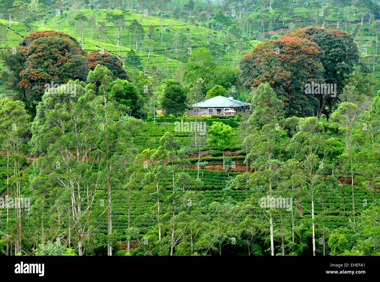Sri Lanka highland Stock Photo - Alamy