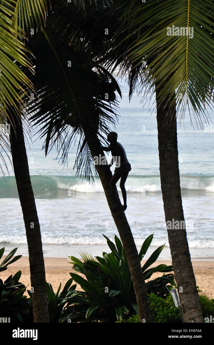 Sri lanka coconut man hi-res stock photography and images - Alamy