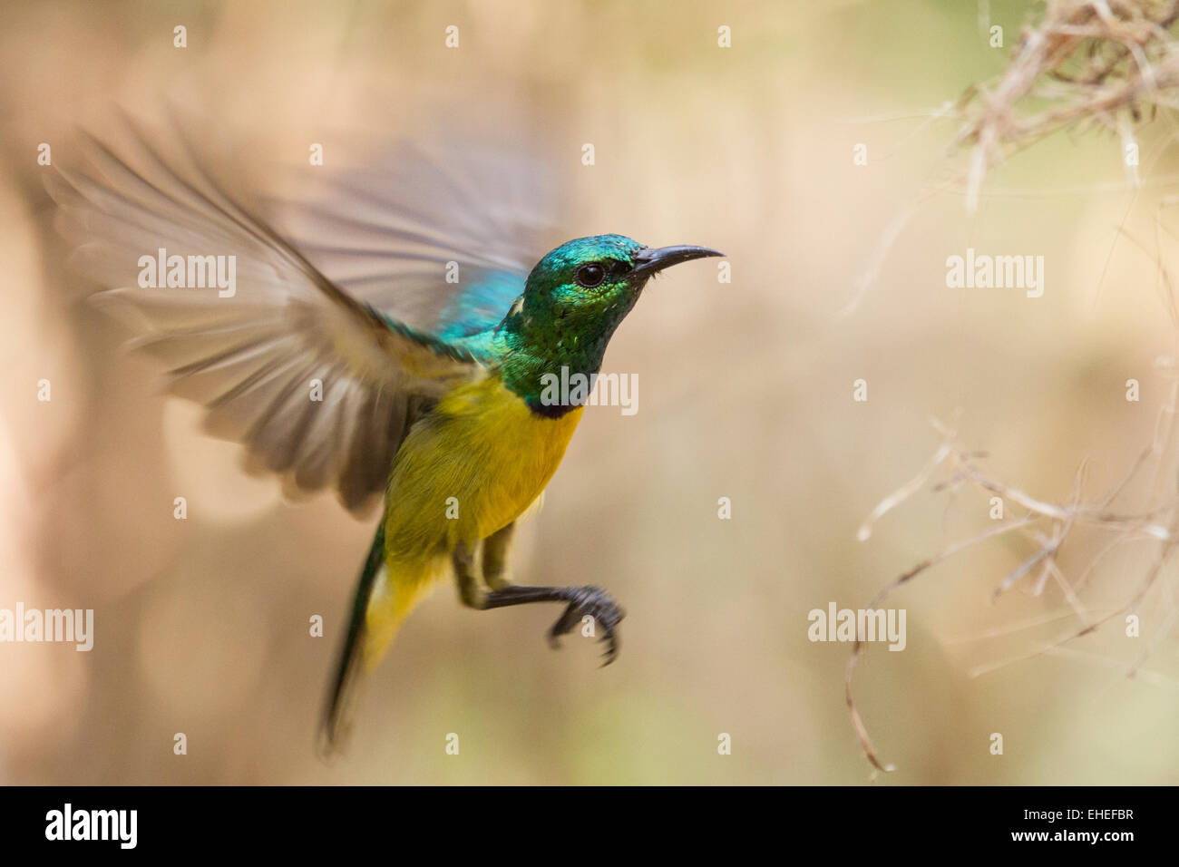 Sunbird flight hi-res stock photography and images - Alamy