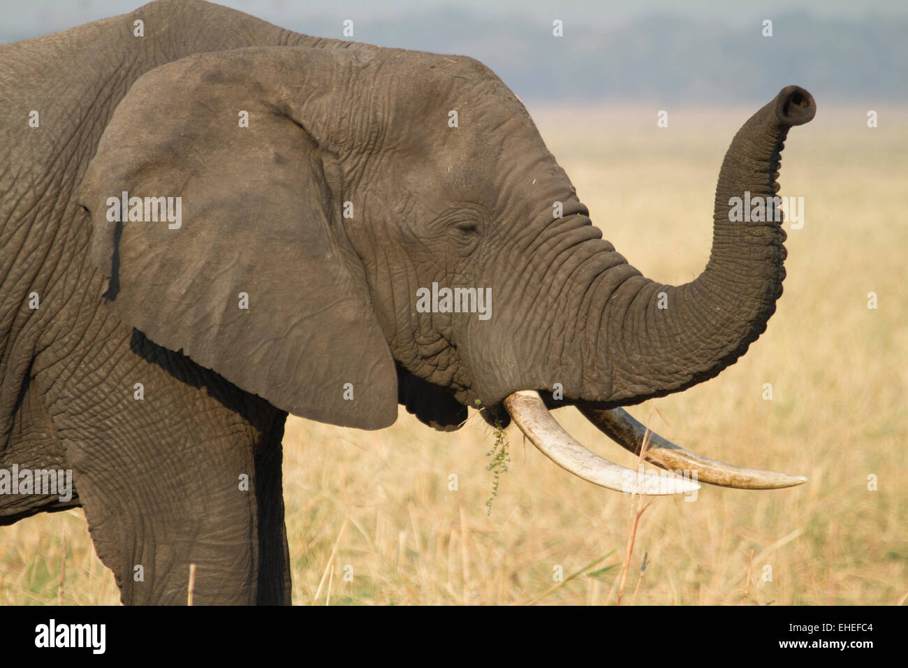 Male African Elephant raising his trunk to smell the air Stock Photo ...