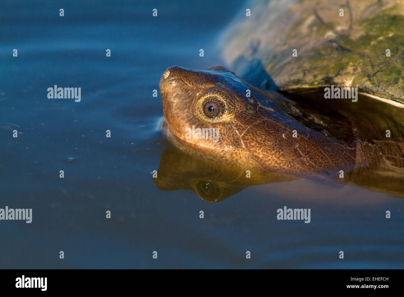 African helmeted turtle (Pelomedusa subrufa Stock Photo - Alamy