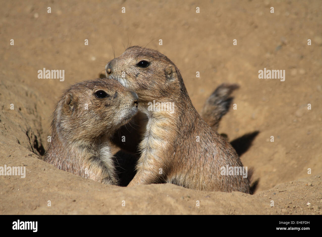 Two prairie dogs hi-res stock photography and images - Alamy