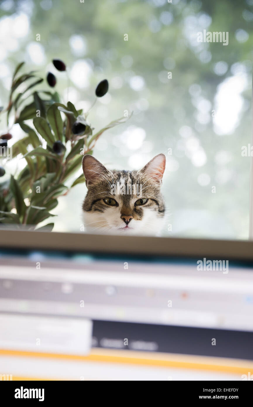 Cat behind a Monitor Stock Photo - Alamy