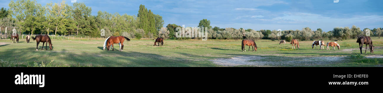 Panorama of a Paddock Stock Photo - Alamy