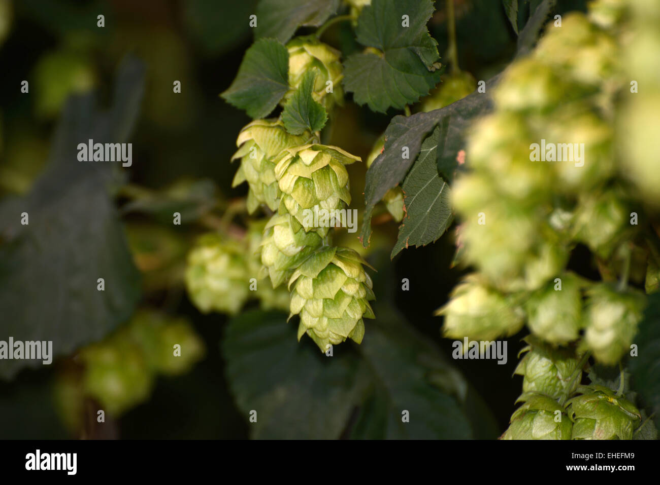 Humulus lupulus hi-res stock photography and images - Alamy