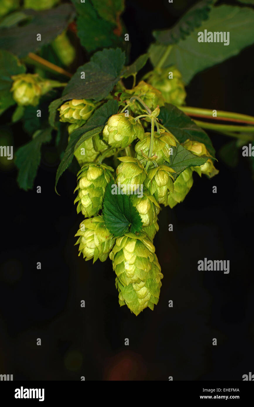 Flowers of the hops plant, Humulus lupulus, growing near Nelson, New ...