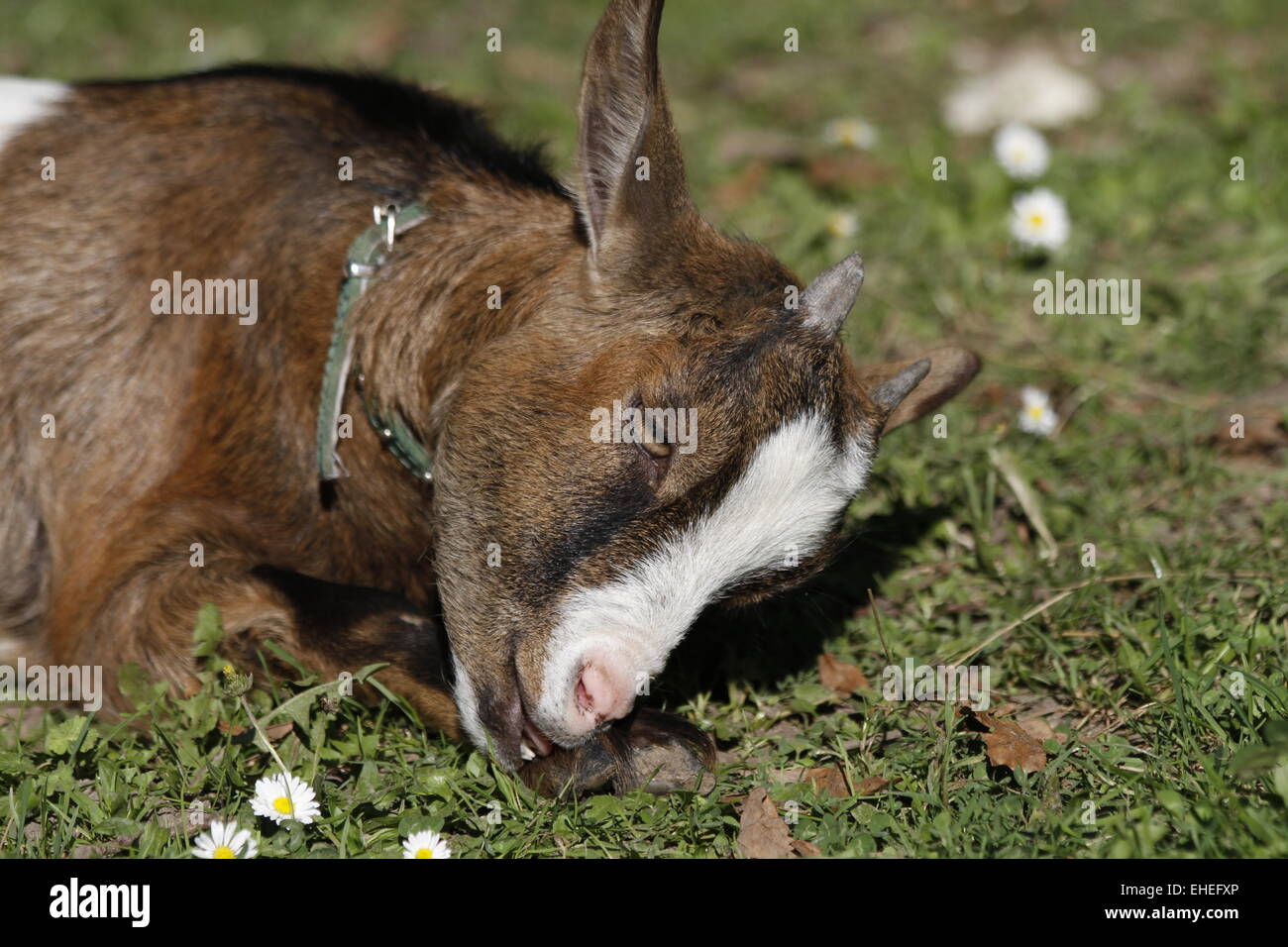 Goat young hi-res stock photography and images - Alamy