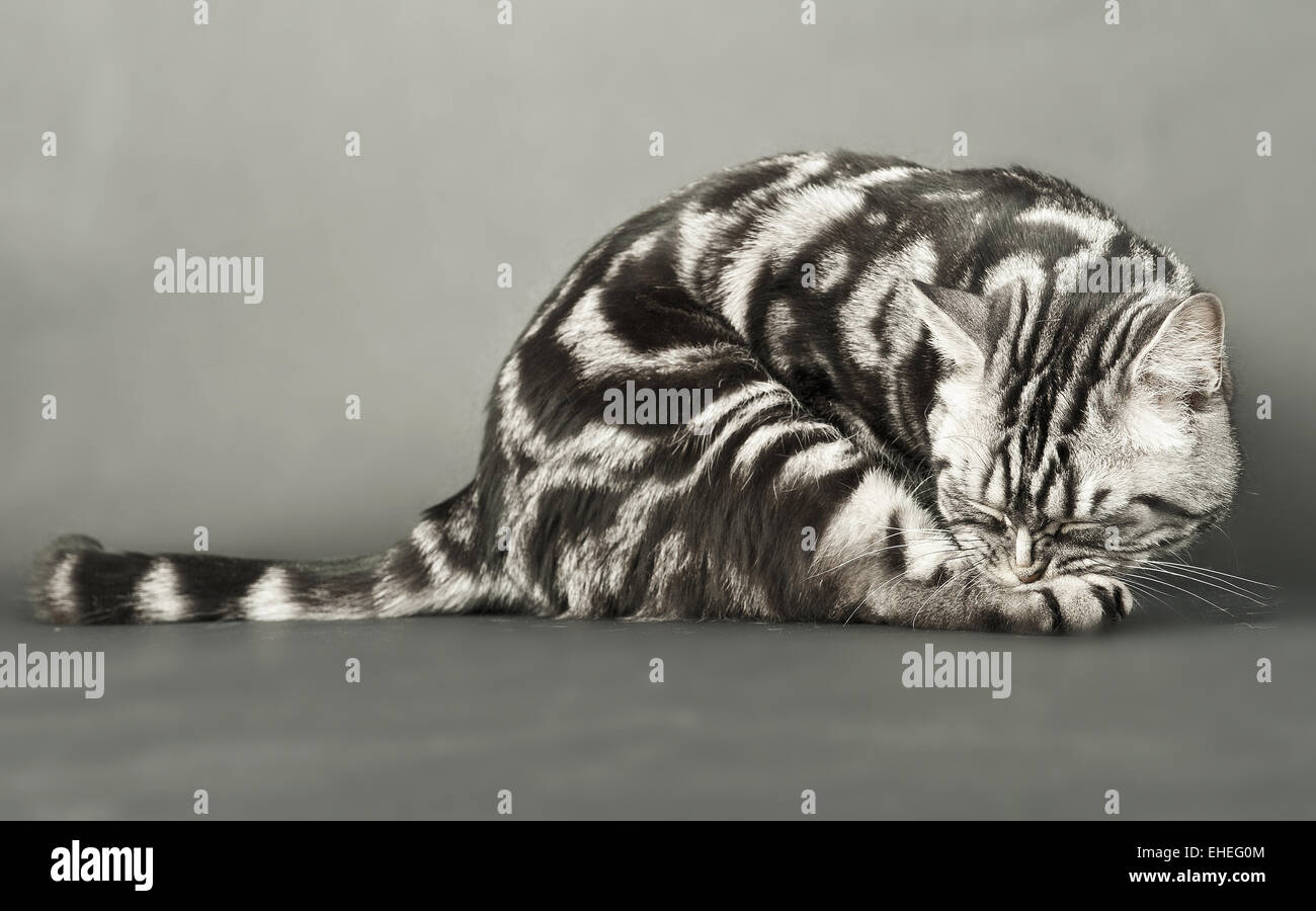 Biting fur hi-res stock photography and images - Alamy