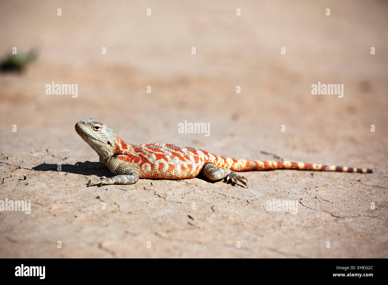 Lizard in desert Stock Photo - Alamy