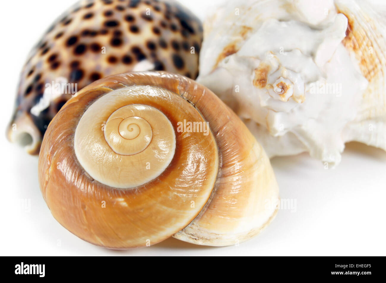Three Sea Shells Stock Photo - Alamy