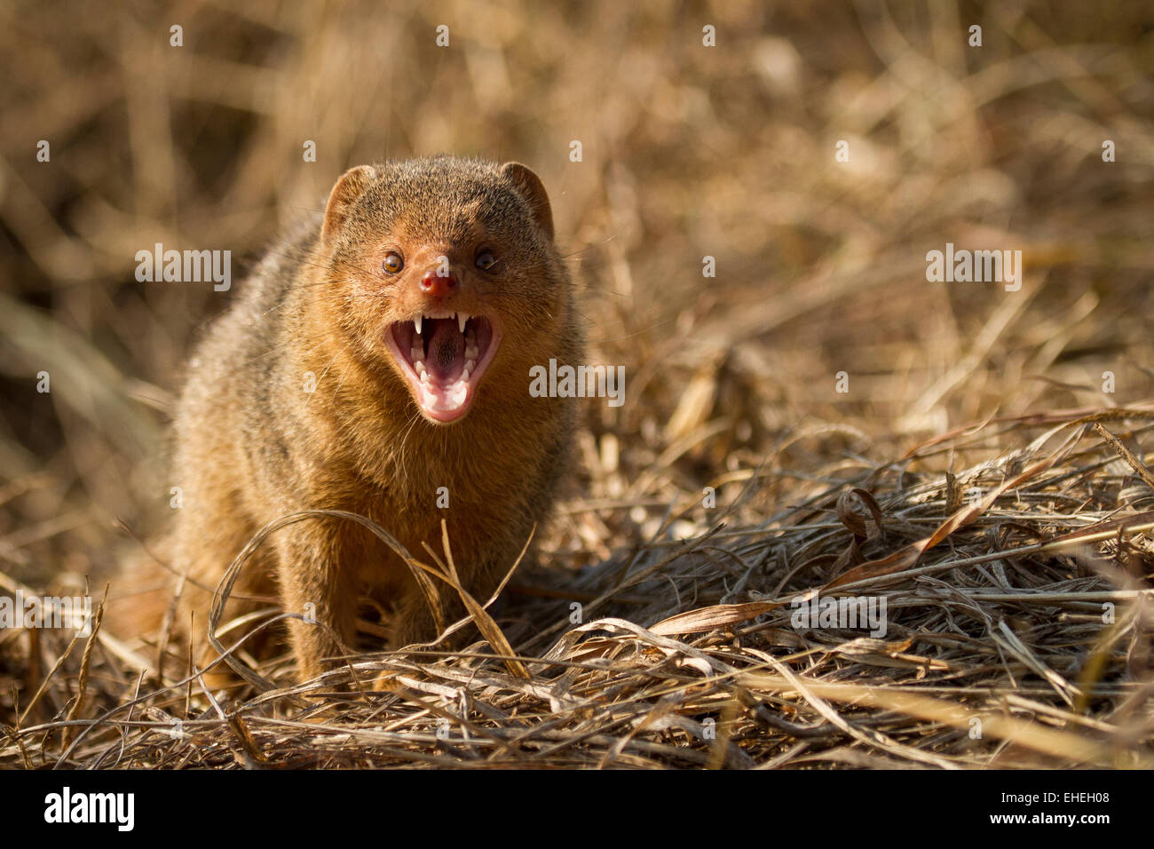 Common dwarf mongoose (Helogale parvula) snarling Stock Photo - Alamy