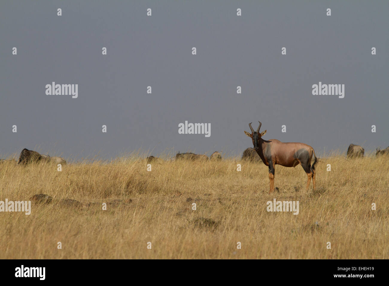 Korrigum hi-res stock photography and images - Alamy