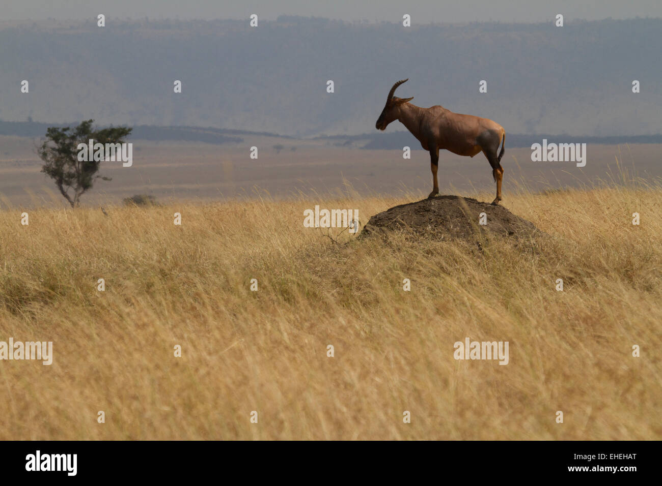 Topi (Damaliscus korrigum) standing on a termite mound Stock Photo - Alamy