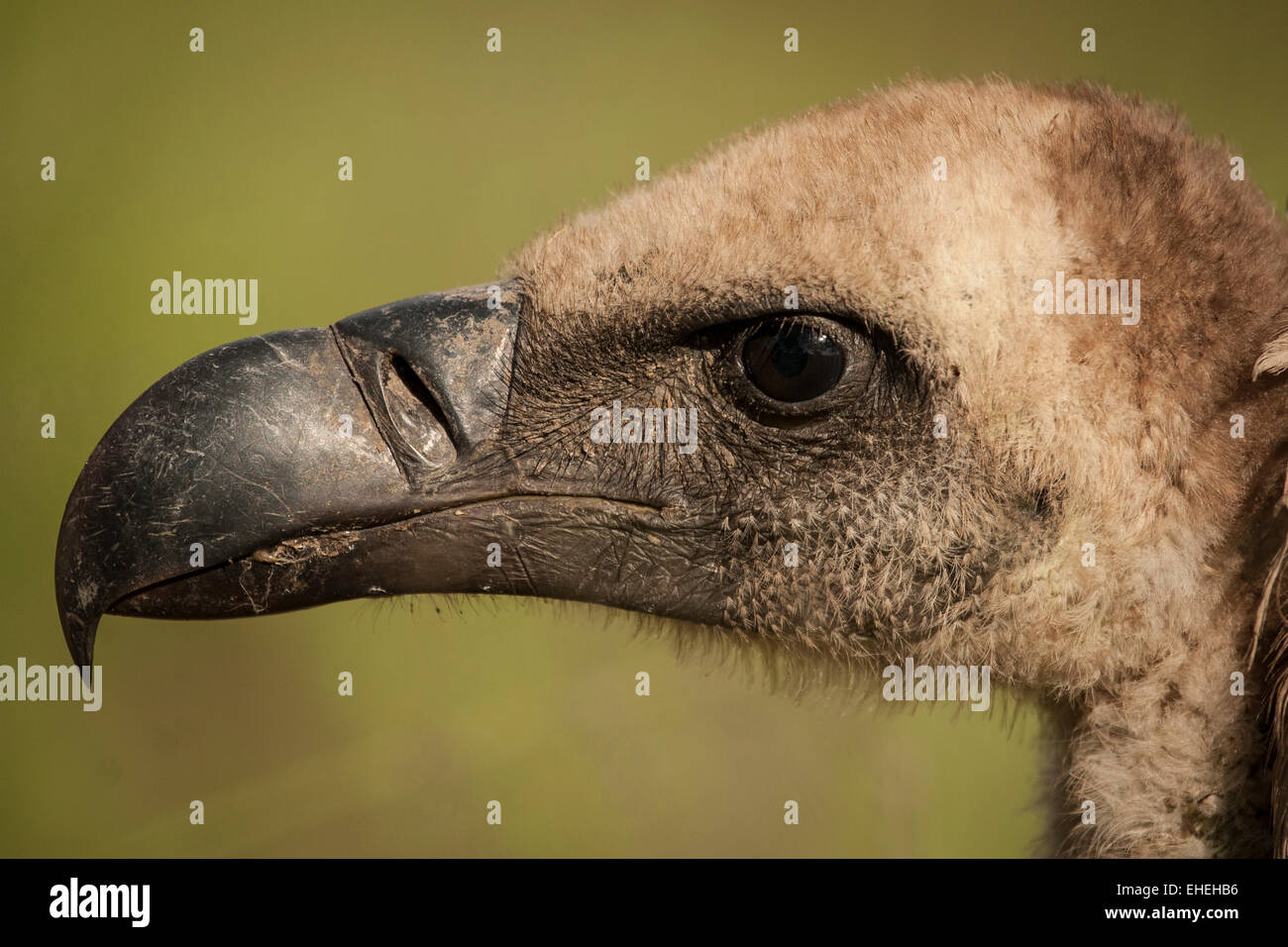 White-backed vulture (Gyps africanus Stock Photo - Alamy