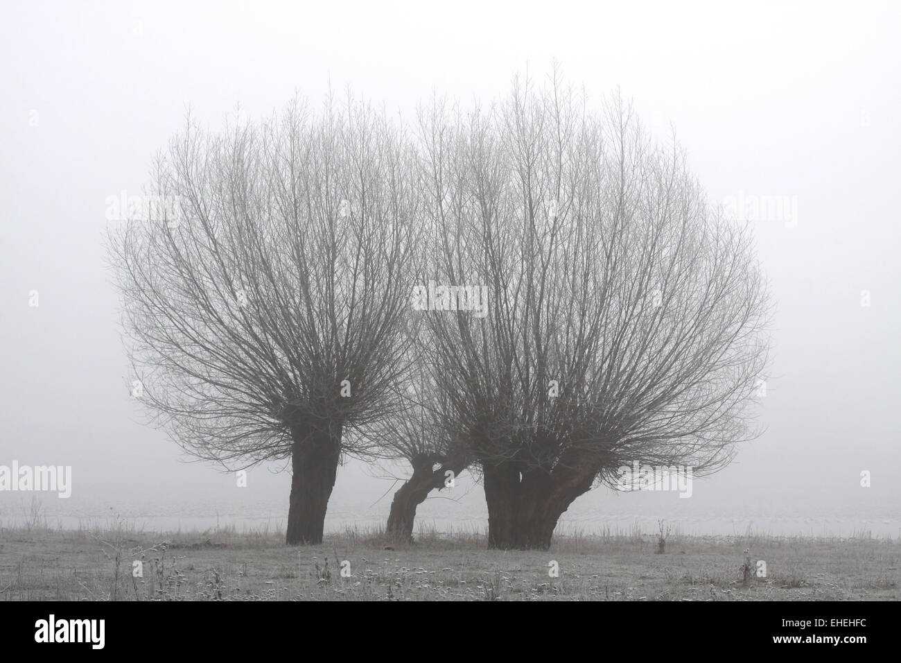 Pasture trees in the winter Stock Photo - Alamy