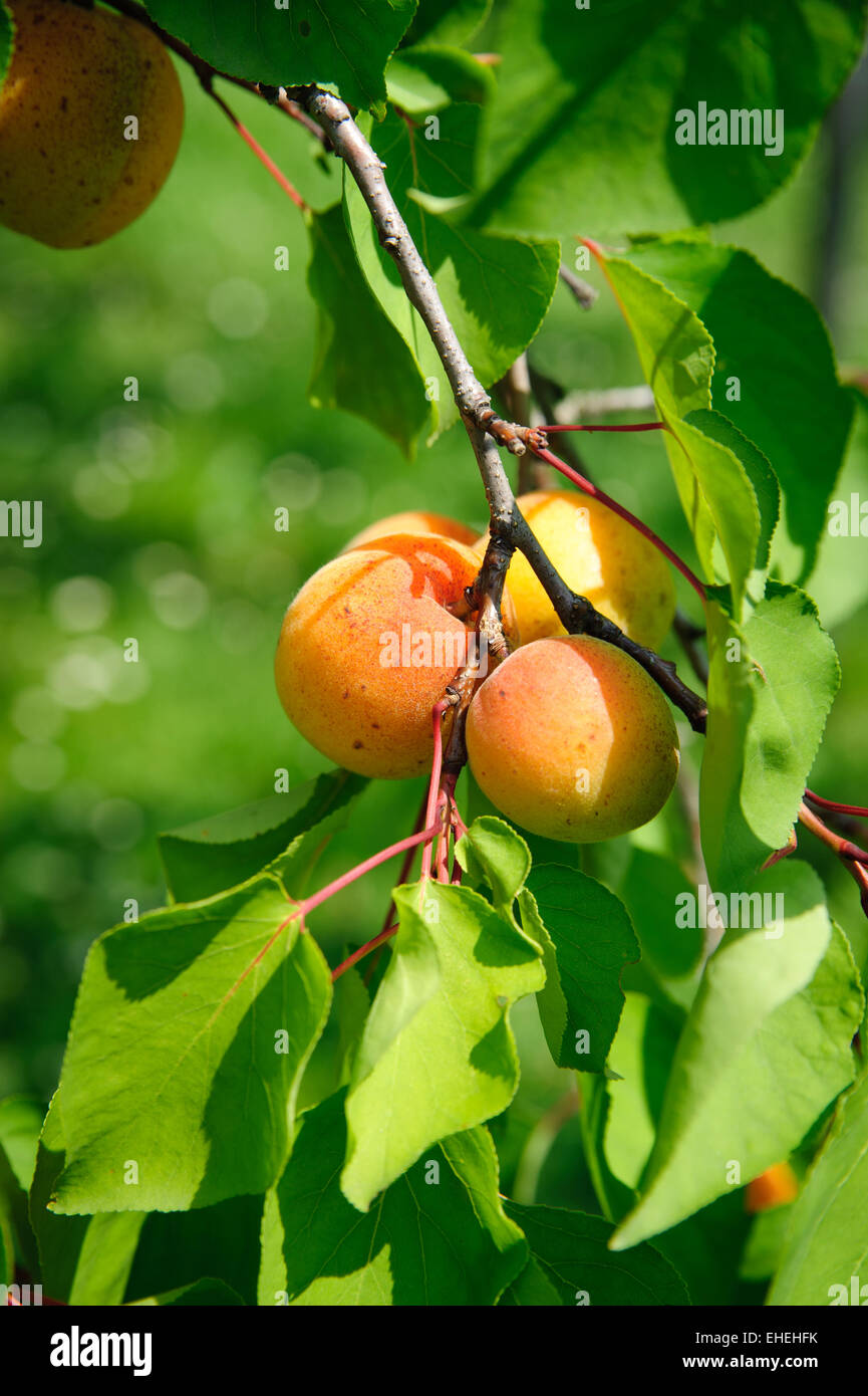Branch of apricots hi-res stock photography and images - Alamy