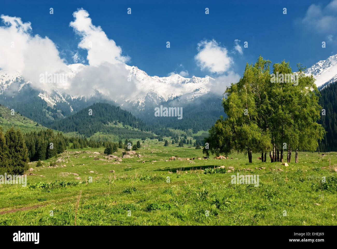 Valley of the birch hi-res stock photography and images - Alamy