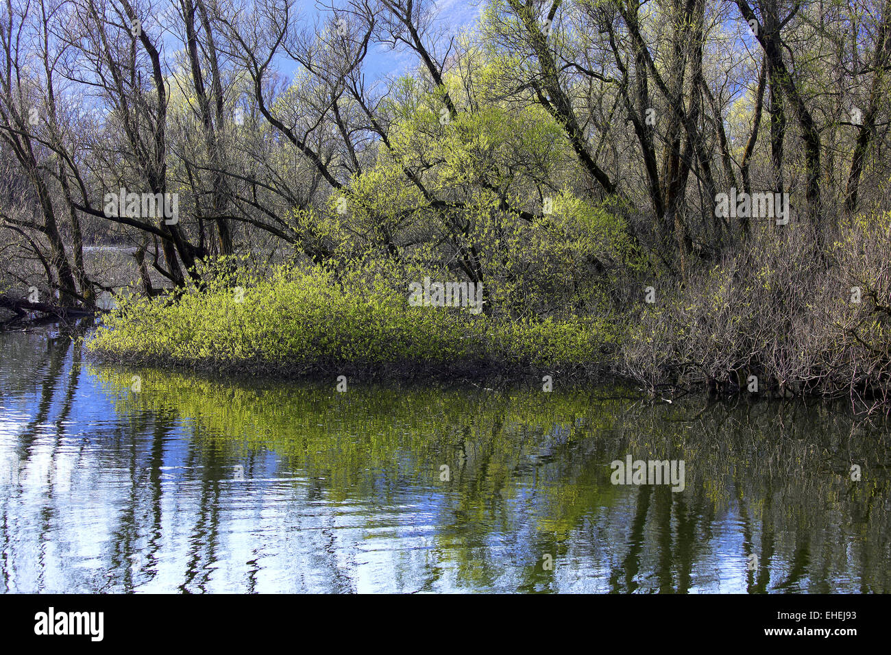 natural reserve area of Magadino, Switzerland Stock Photo - Alamy