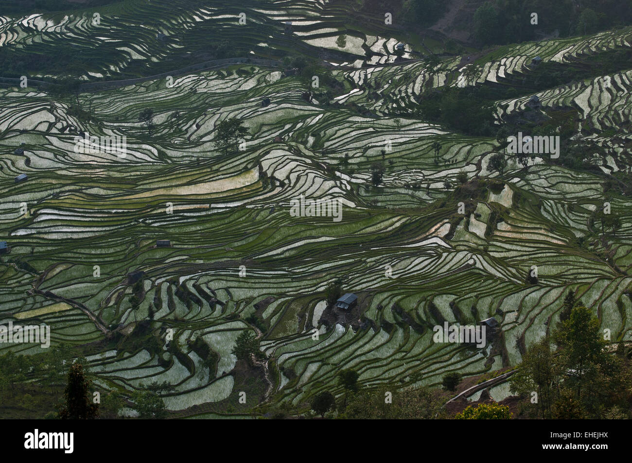 Yuanyang Rice Terraces Stock Photo - Alamy