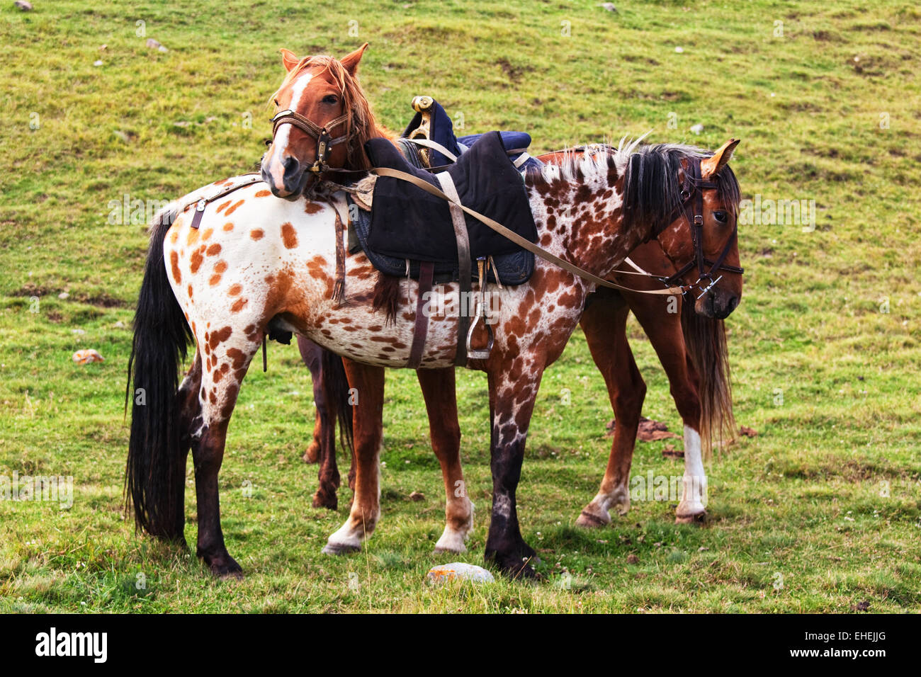 Nomadic animals hi-res stock photography and images - Alamy