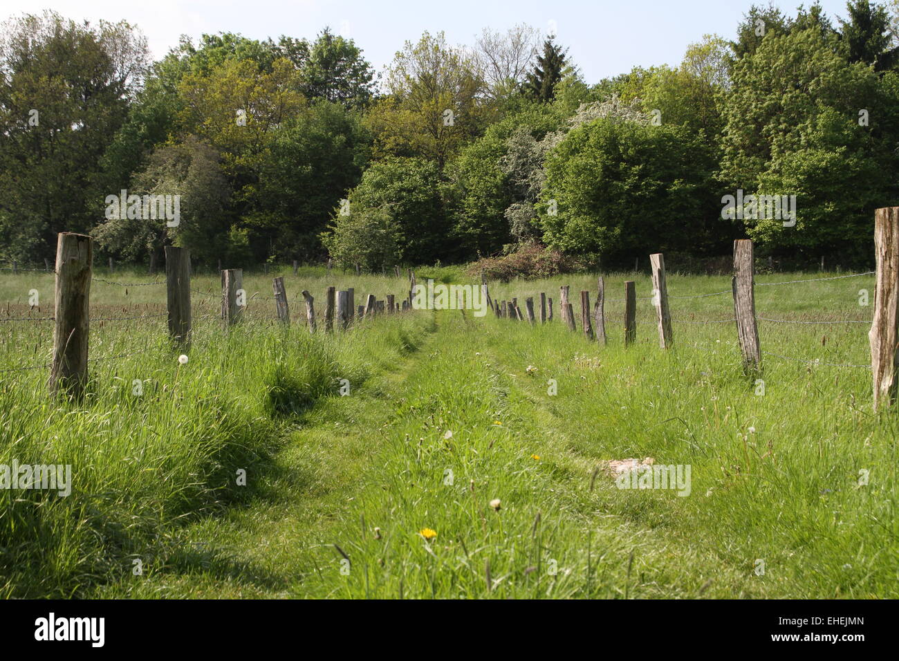 Natur path hi-res stock photography and images - Alamy