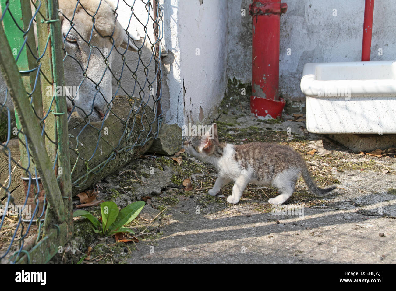 Bald sheep hi-res stock photography and images - Alamy
