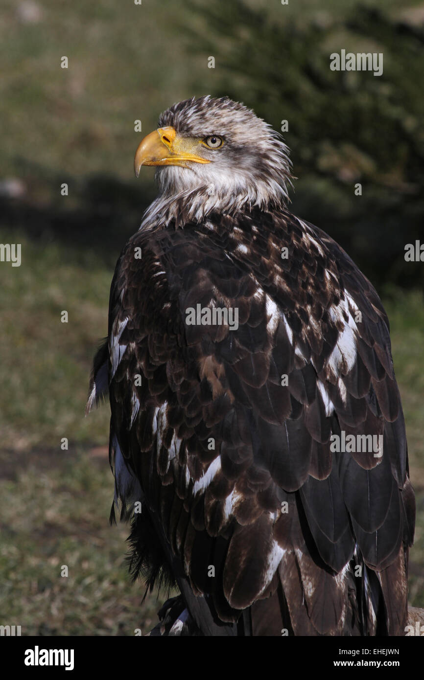 young white-headed eagle Stock Photo - Alamy