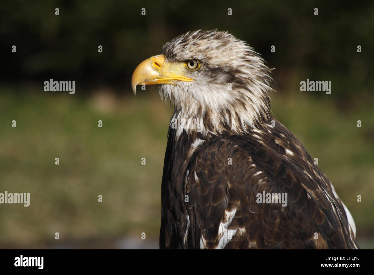 White headed eagle hi-res stock photography and images - Alamy