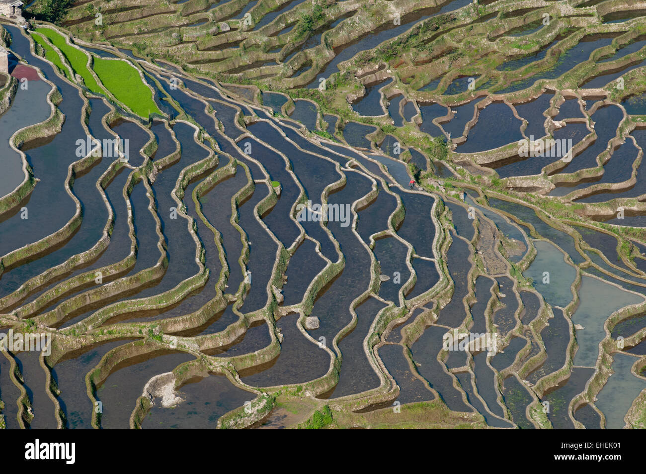 Bada Rice Terraces Stock Photo - Alamy