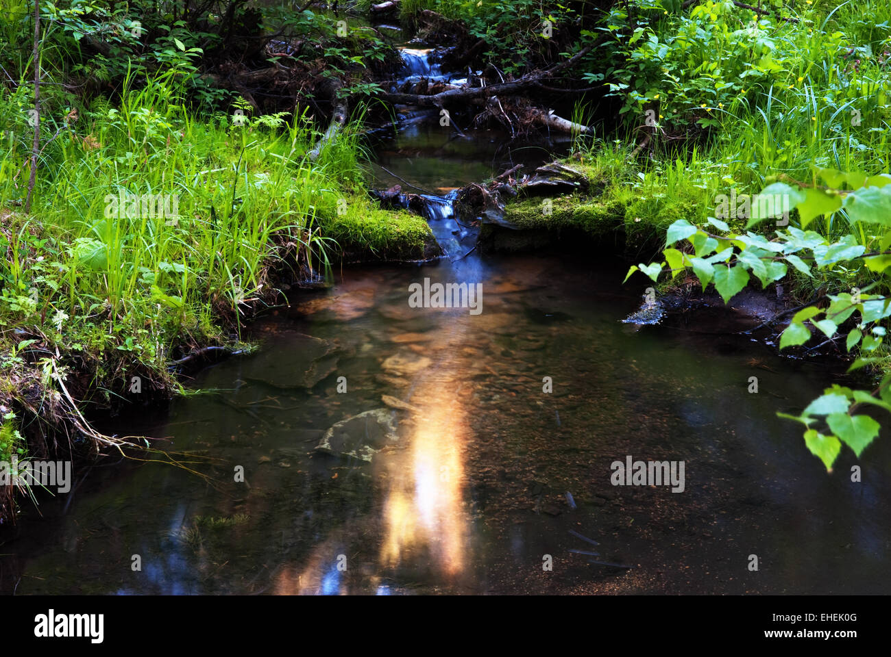 Brook in woodland hi-res stock photography and images - Alamy