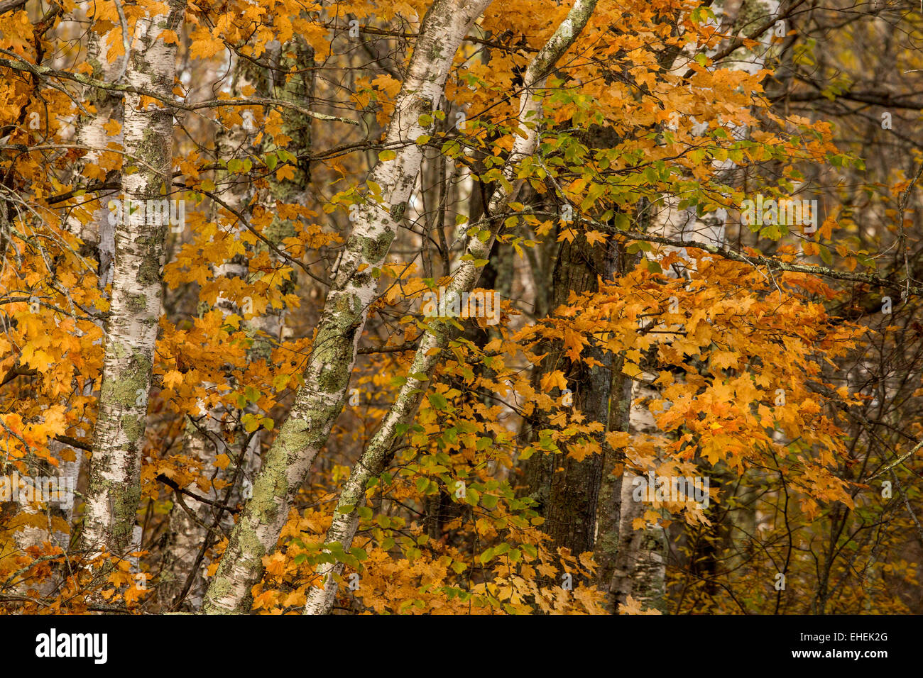 Birch maple trees fall autumn colour hi-res stock photography and ...