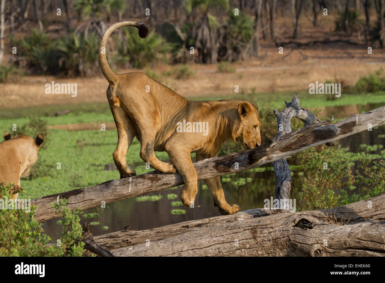 Young male Lion climbing on a fallen tree Stock Photo - Alamy