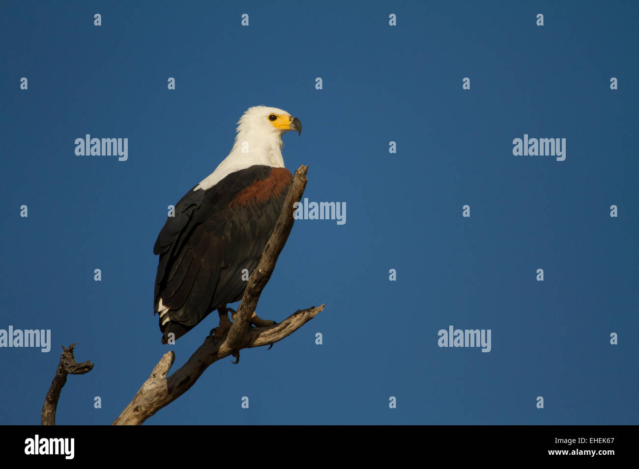 African Fish Eagle perched on a tree Stock Photo - Alamy