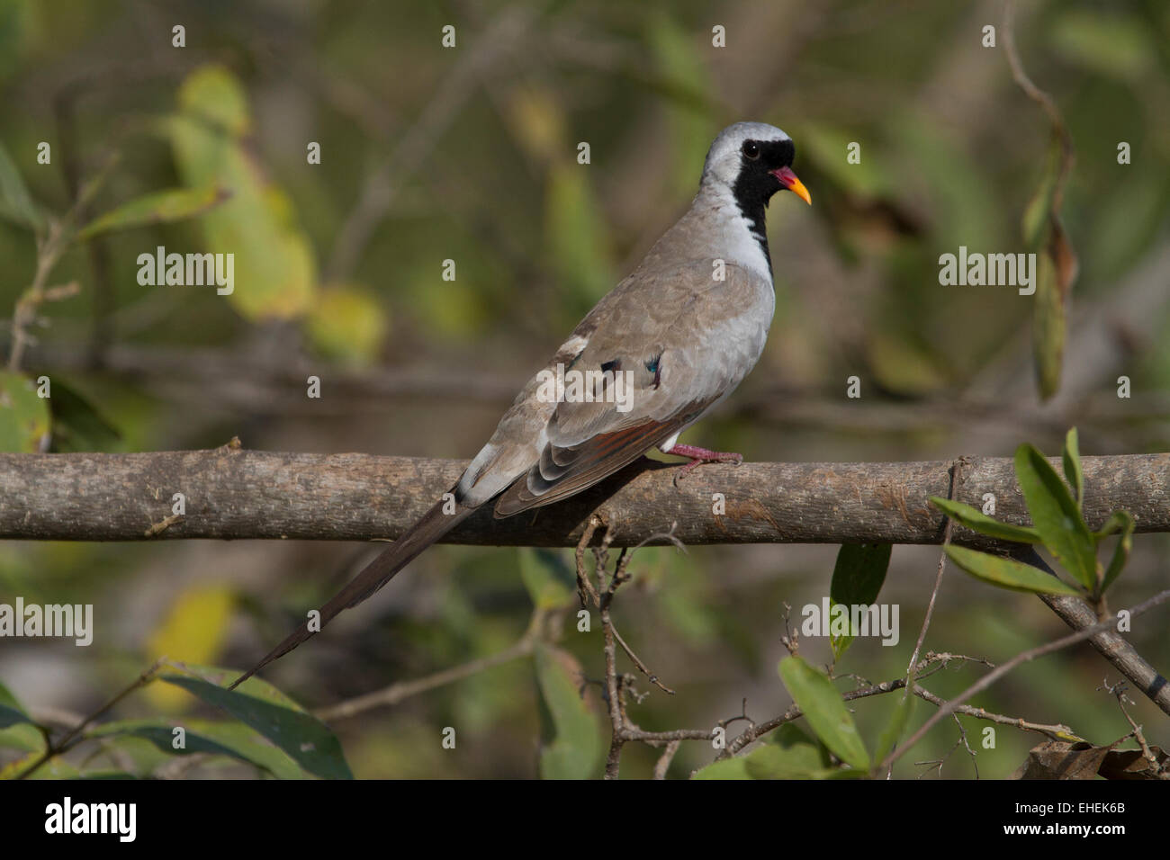 Oena capensis capensis hi-res stock photography and images - Alamy