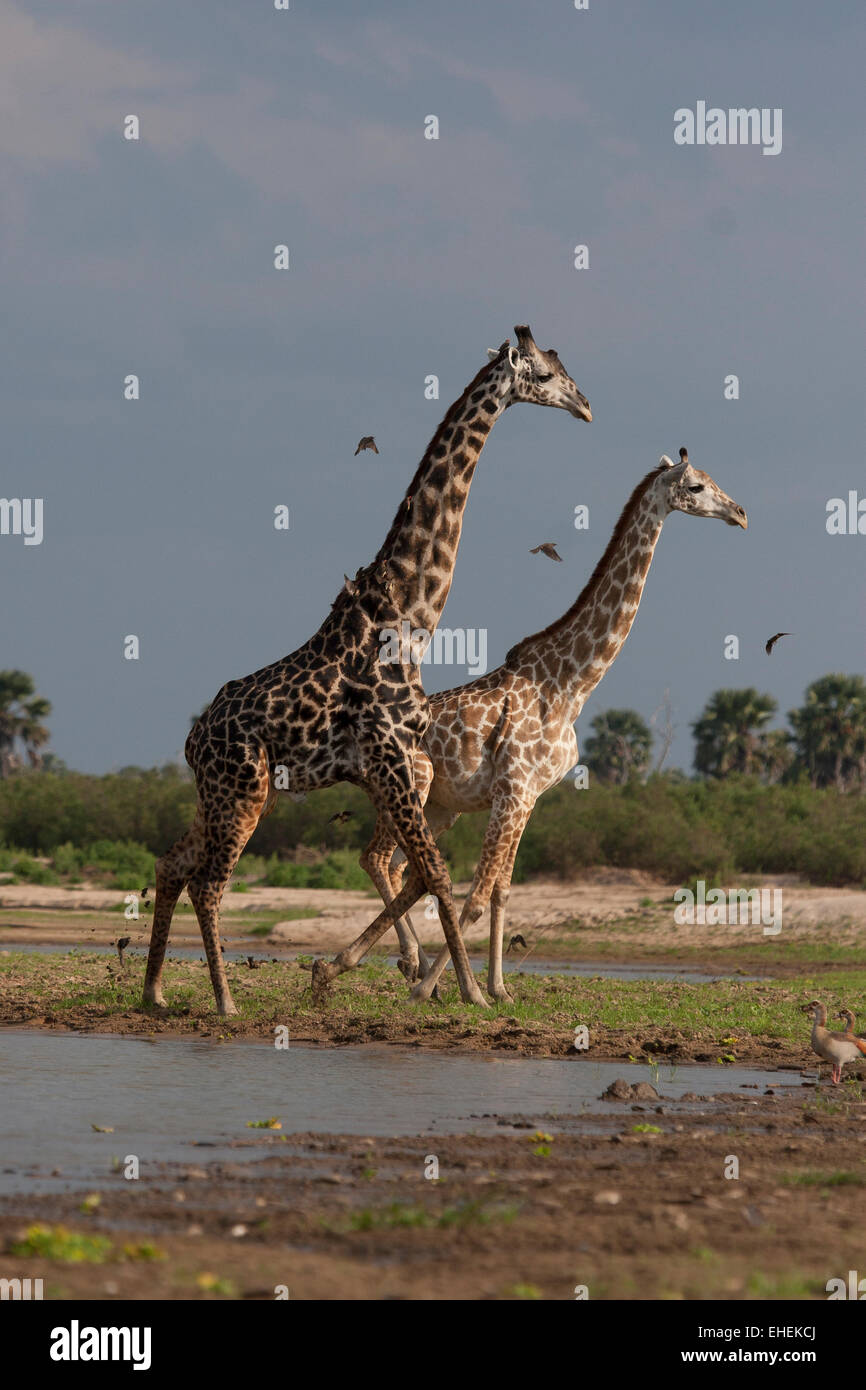 Male and Female Giraffes running, birds flying around them Stock Photo ...