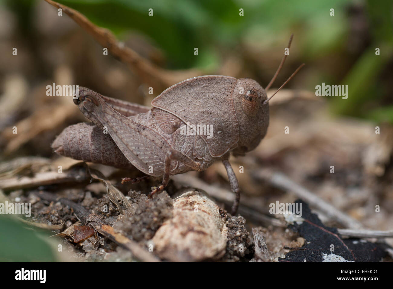 Orthoptera hi-res stock photography and images - Alamy