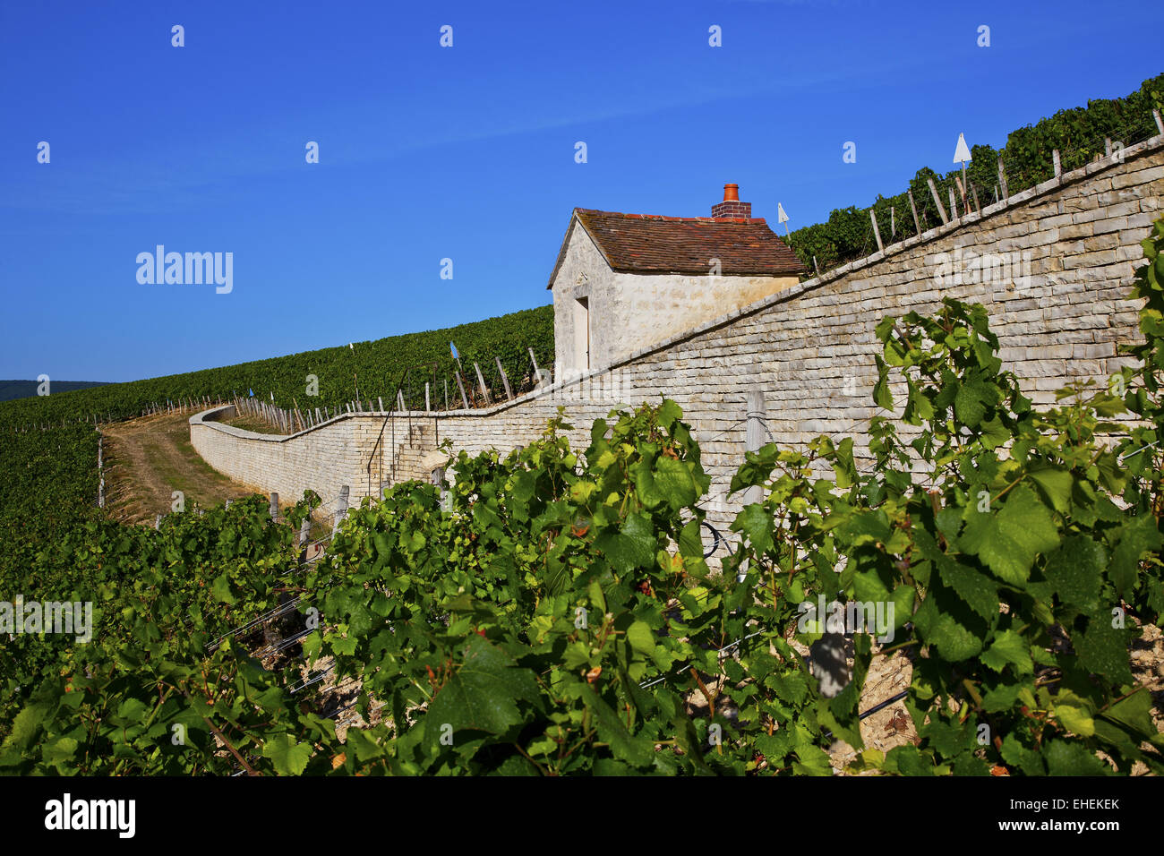 Chablis france vineyard hi-res stock photography and images - Alamy