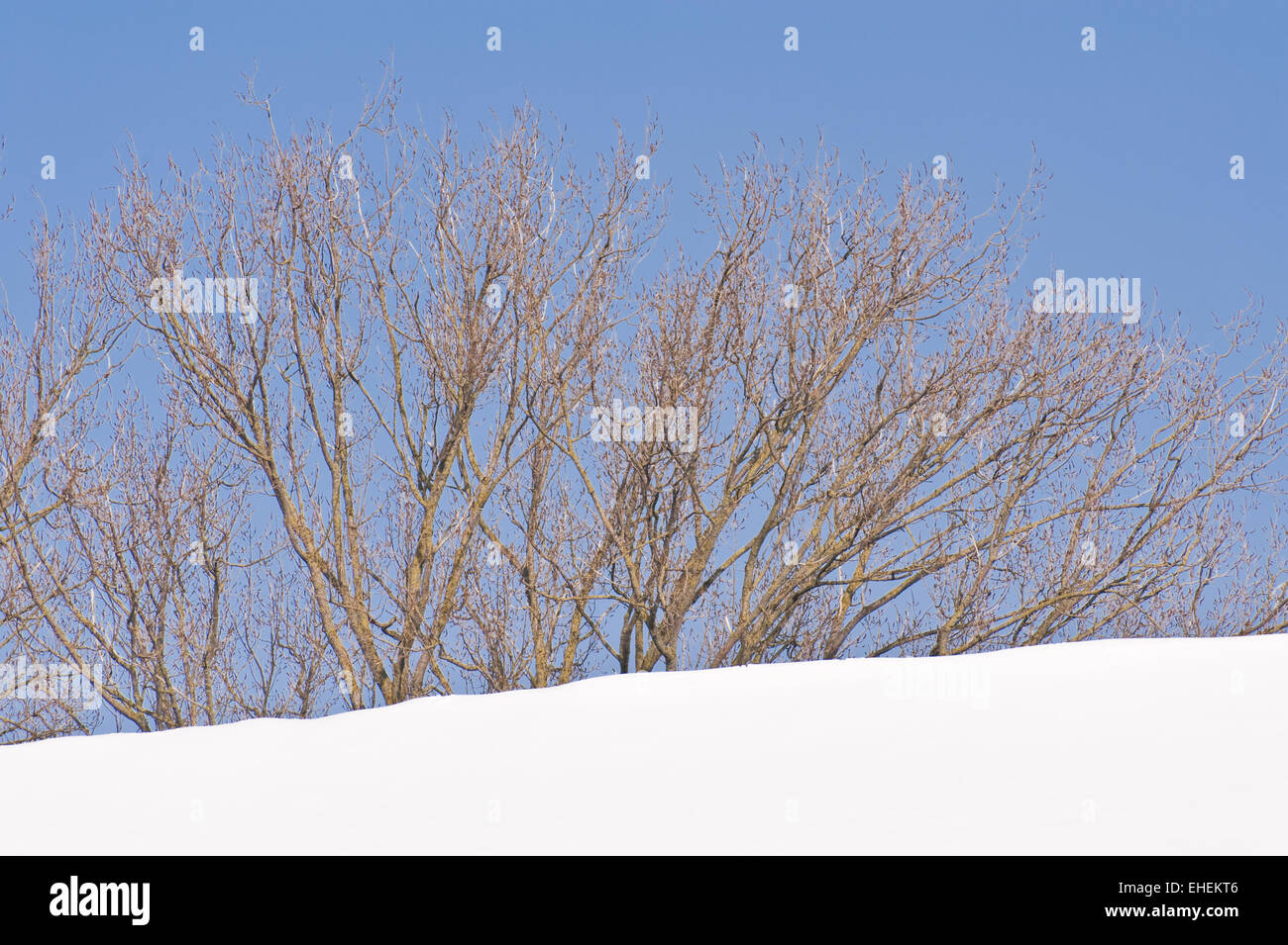 Winterlicher Baum - Wintry tree Stock Photo - Alamy