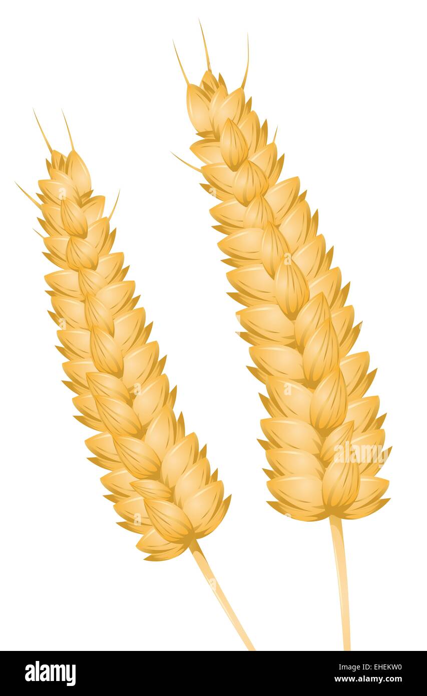 Dinkel feld hi-res stock photography and images - Alamy