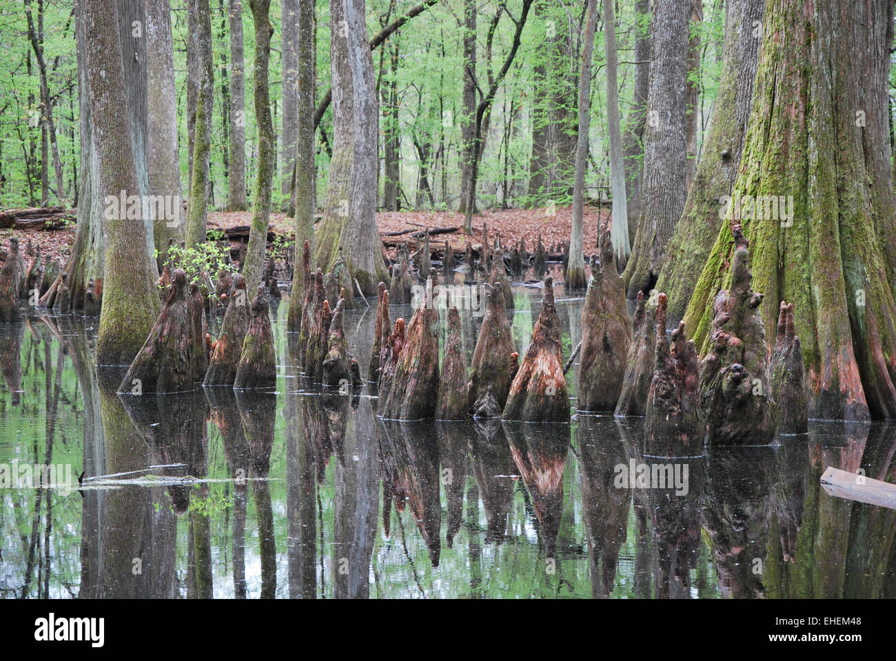 Sumpf zypresse hi-res stock photography and images - Alamy