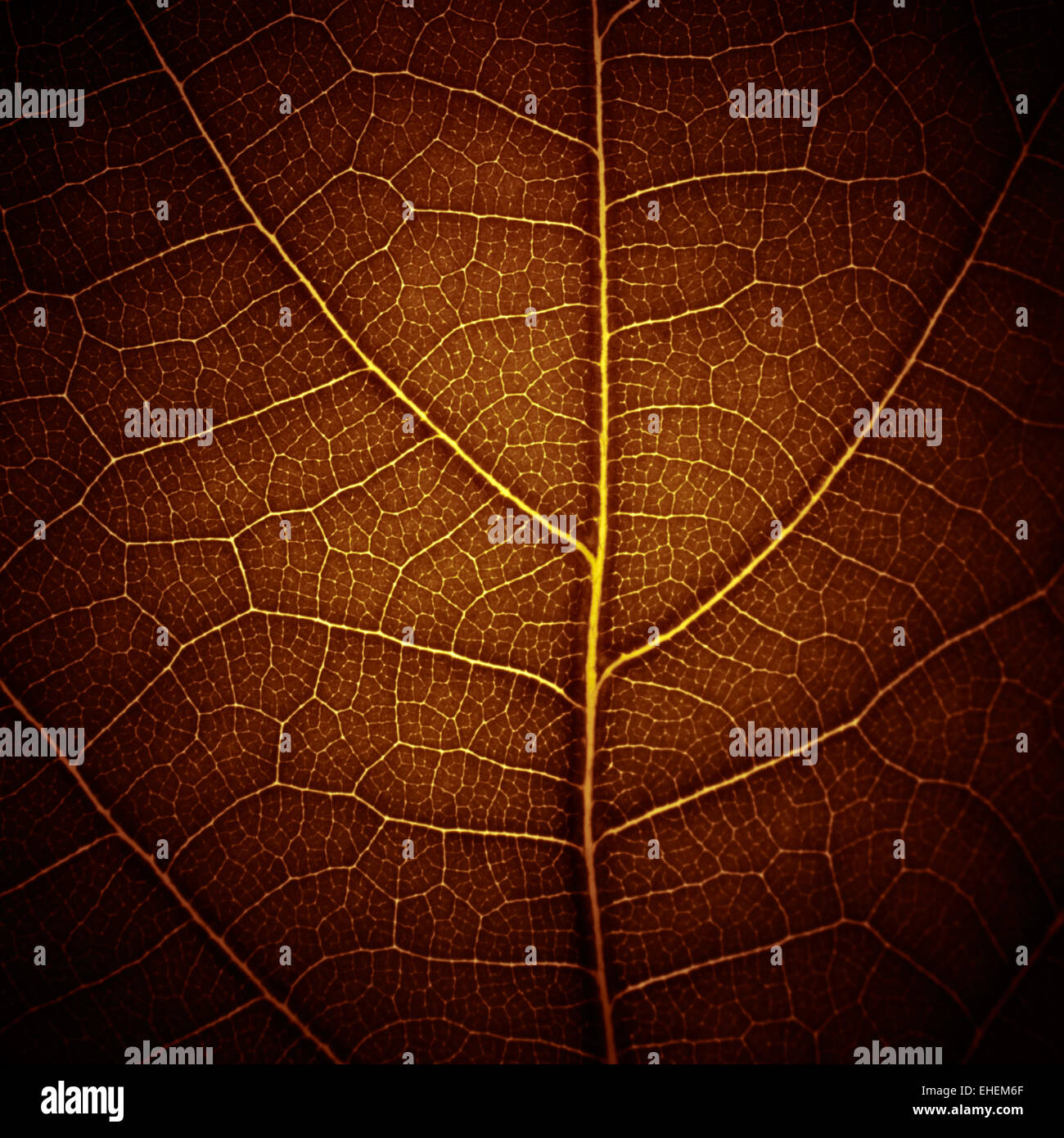 abstract leaf vein texture Stock Photo - Alamy