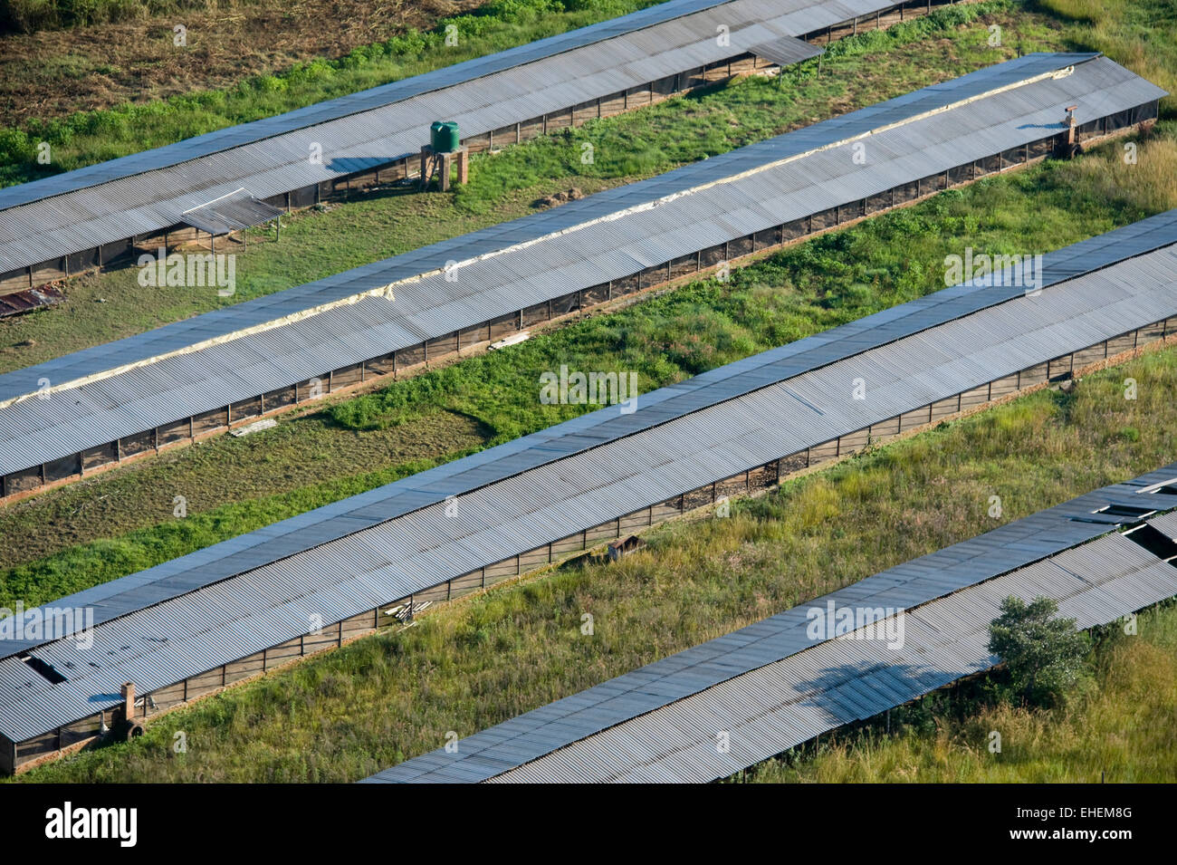 Chicken farming zimbabwe hi-res stock photography and images - Alamy