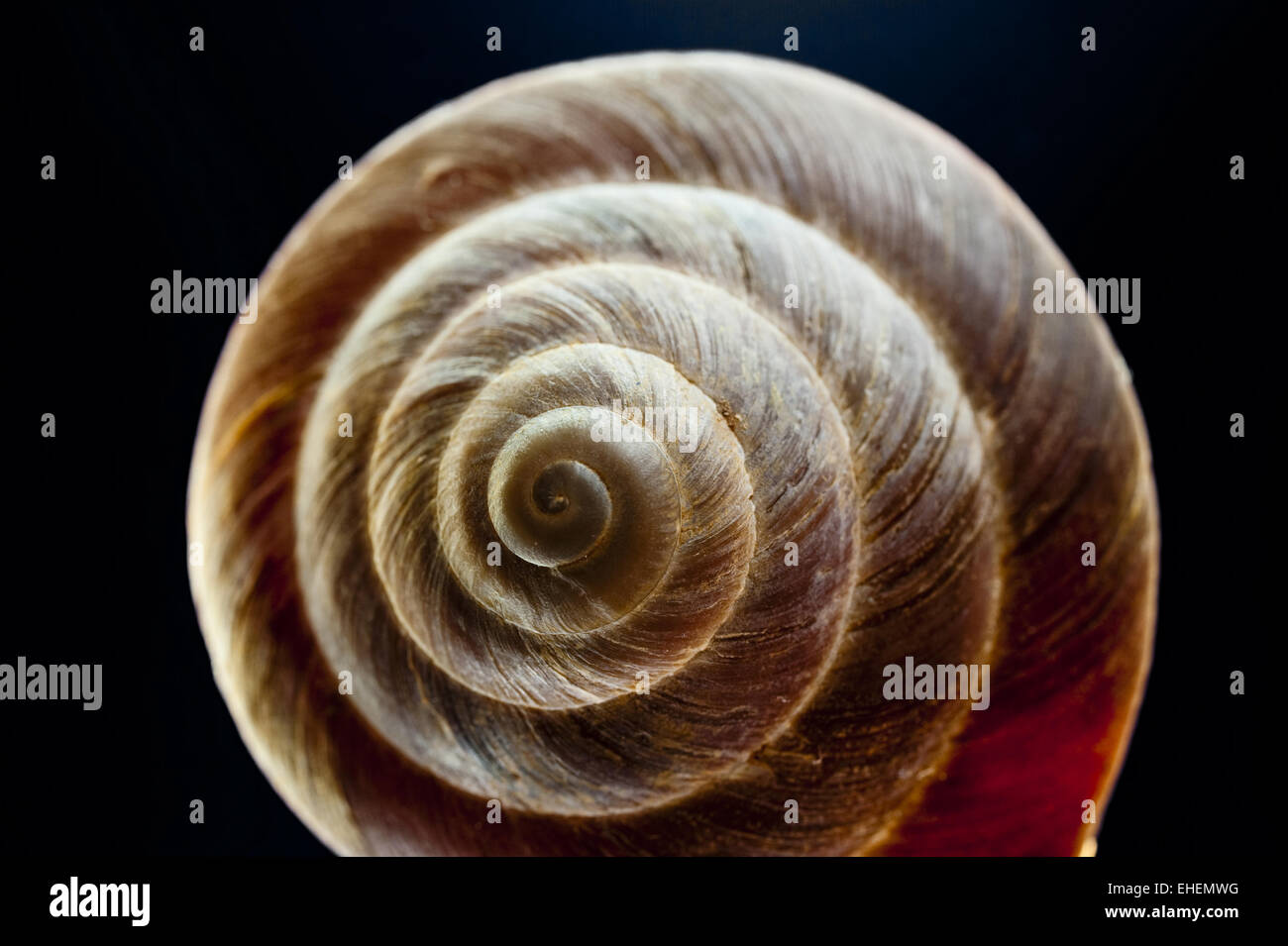 Snail forms hi-res stock photography and images - Alamy