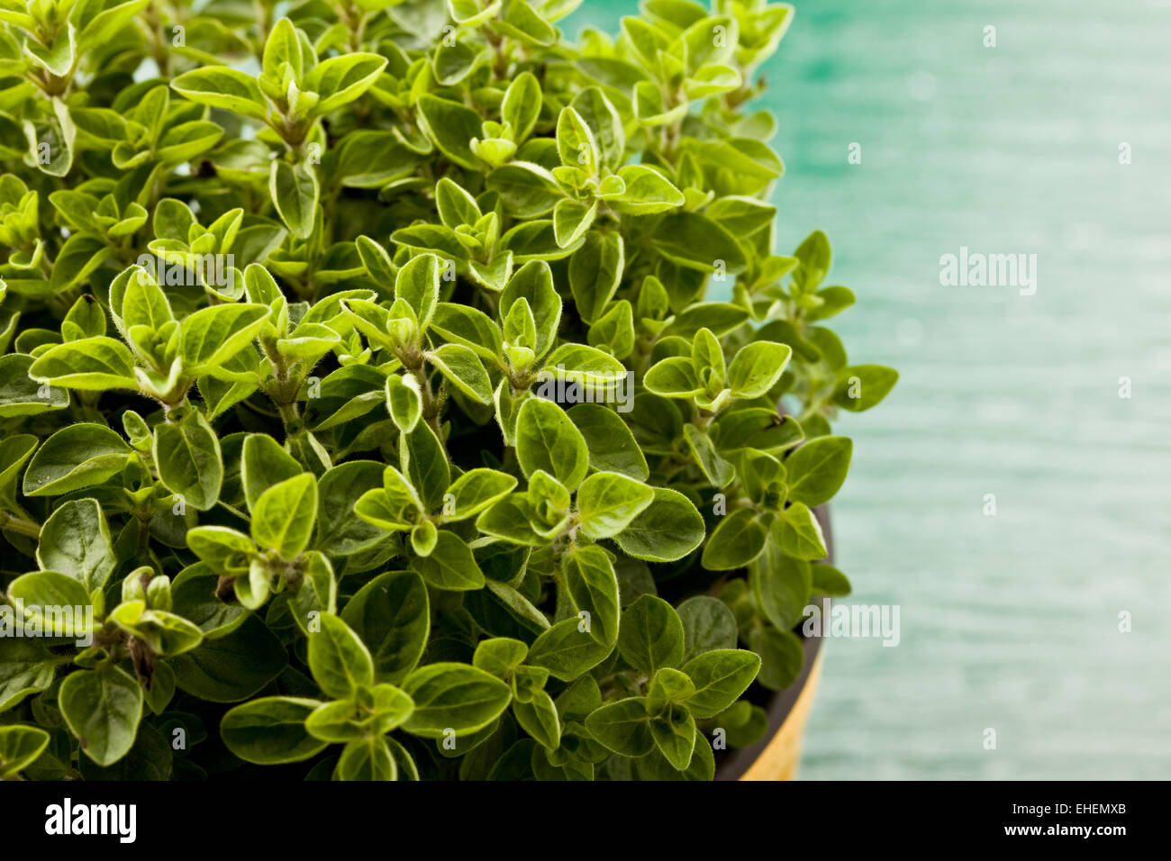 Oregano plant hi-res stock photography and images - Alamy
