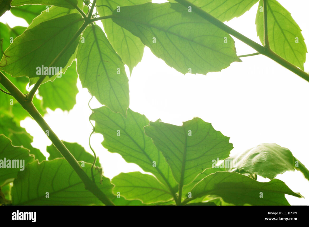 Plant border hi-res stock photography and images - Alamy