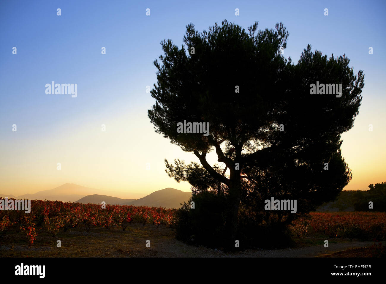 Mont Ventoux, Mont Ventoux, Provence, France Stock Photo - Alamy